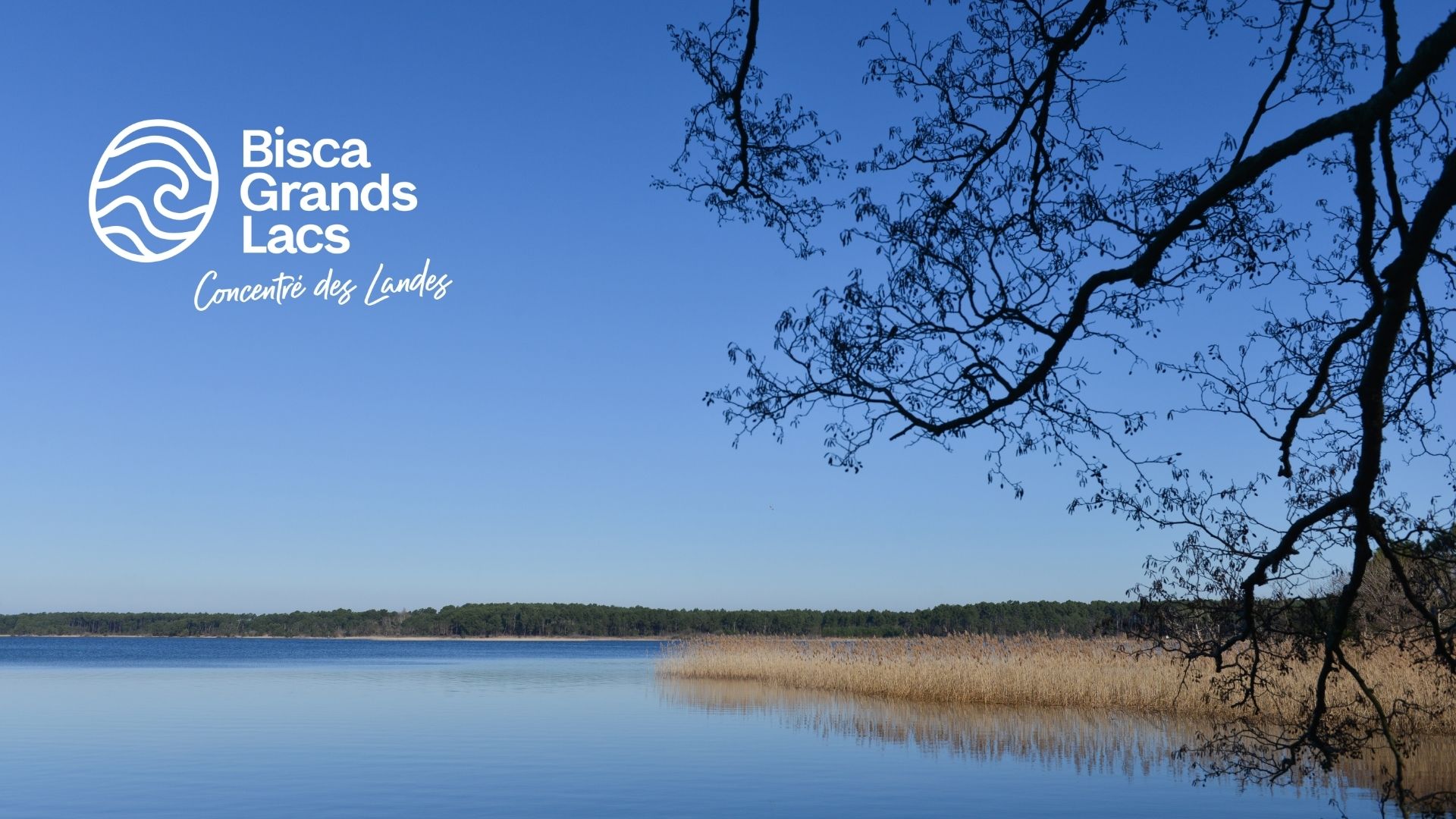 Office de Tourisme Biscarrosse : témoignage dog‑friendly